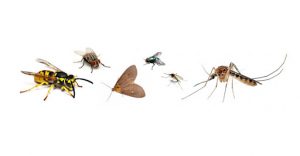 Insectos Voladores – RAS fumigaciones